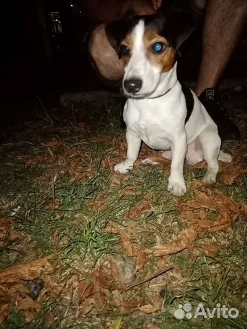 Вязка джек Рассел терьер