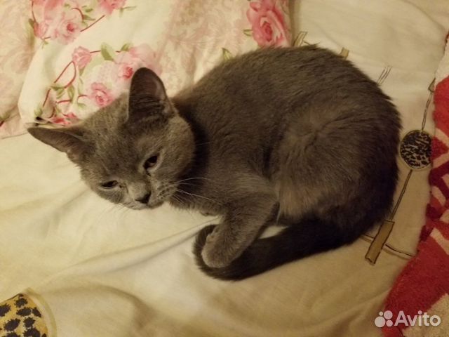 Кошка с приданным