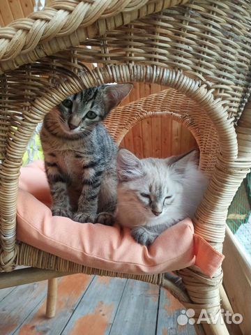 Котята отдам бесплатно