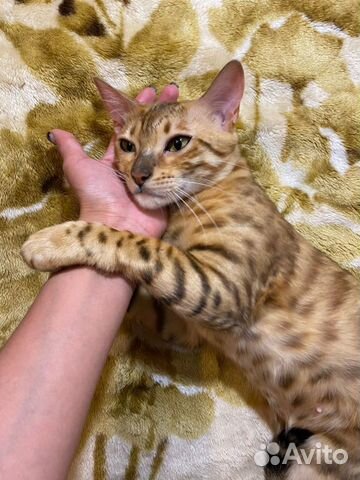Бенгальская кошка Соня