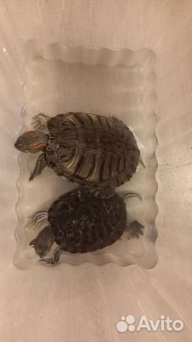 Красноухая черепаха бесплатно