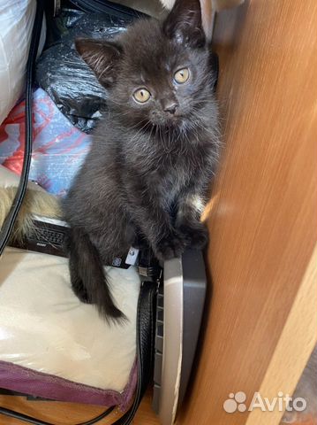 Котята в добрые руки даром