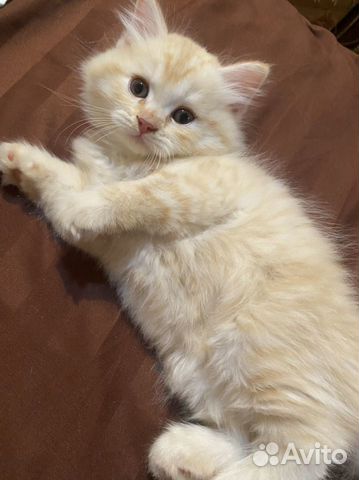 Британские котята