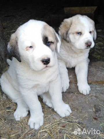 Среднеазиатская овчарка алабай щенки