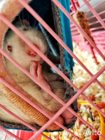 Декоративная крыса с клеткой