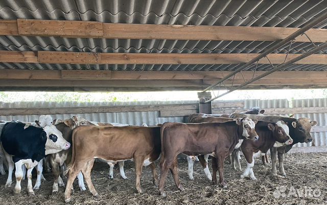 Продаются бычки