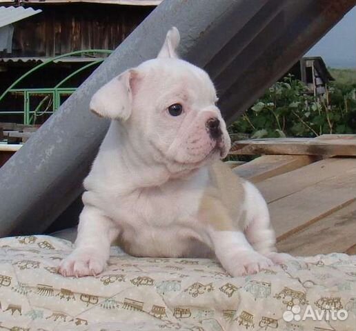 Малыш французик