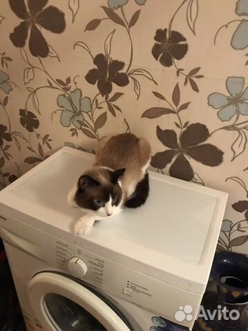 Котик, Сноу-Шу