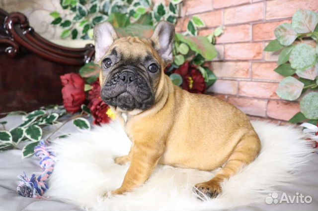 Яркие французские цветочки