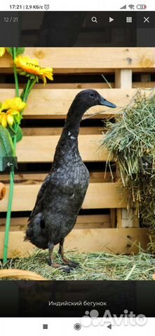 Утки индийский бегунок