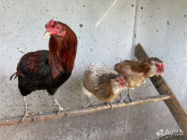 Араукана семья