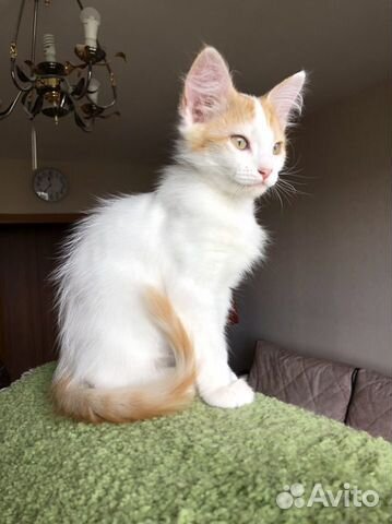 Ксюшка в добрые руки дар бесплатно