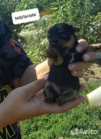 Маленькая собака