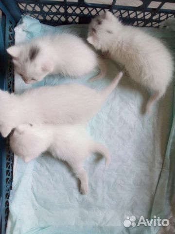 Котята " Турецкая ангорка"