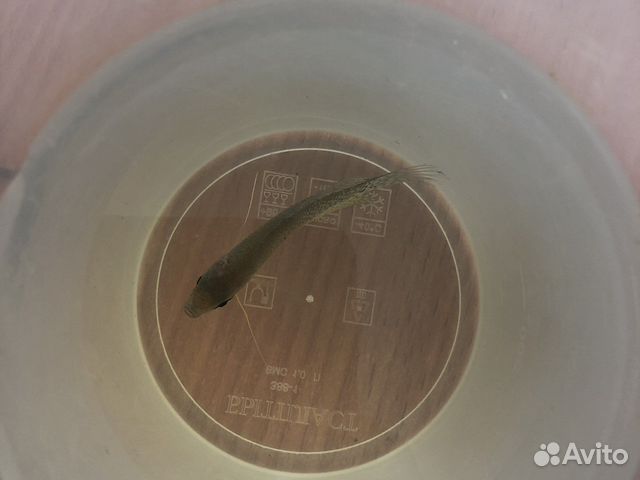 Отдам рыбку