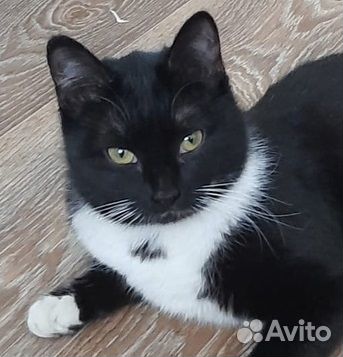 Кошки в добрые руки