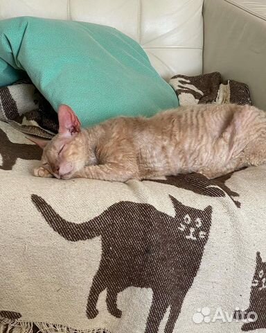 Самая ласковая кошка в мире корниш рекс