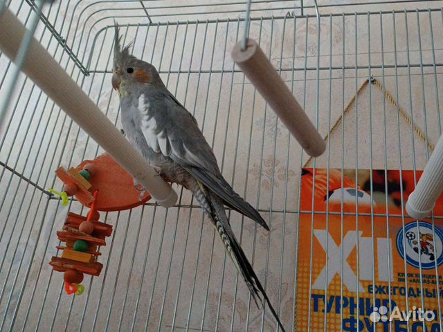 Попугай карелла с клеткой