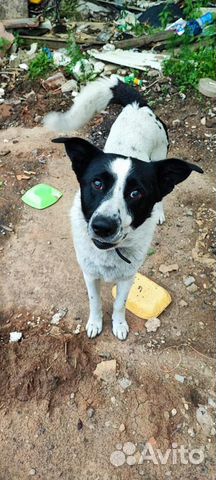 Слепого песика водят по улицам бездомные (собака)