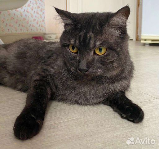 Котик Гуччи британец