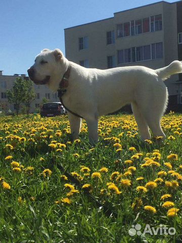 Щенок среднеазиатской овчарки (алабай)