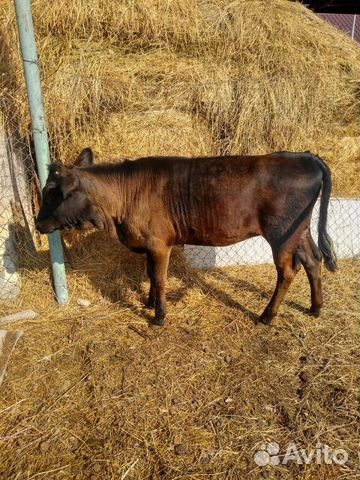 Телочка 5 месяцев