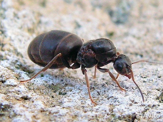 Матка муравьев lasius niger