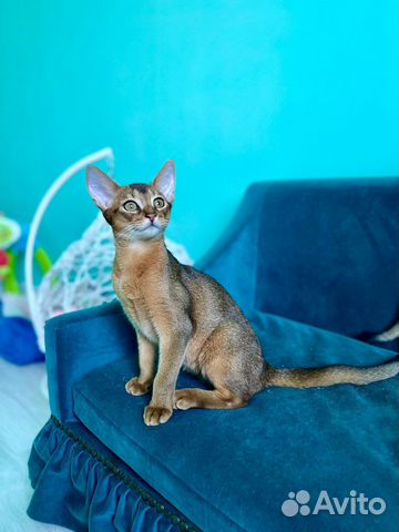 Абиссинские котята шоу класса