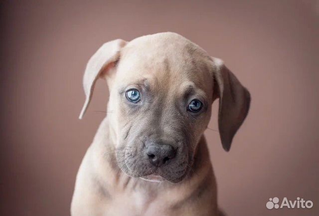 Брутальный Прайтер