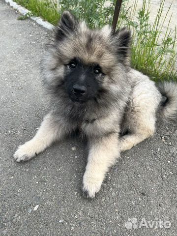 Кеесхонд вольфшпиц