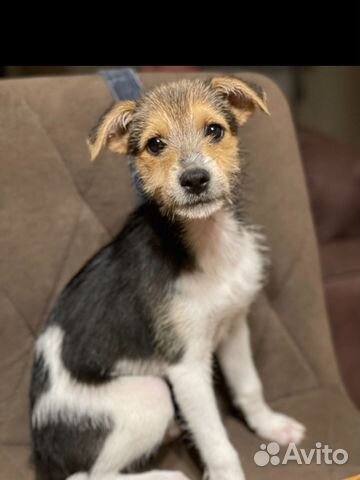 Невероятный щенок в добрые руки