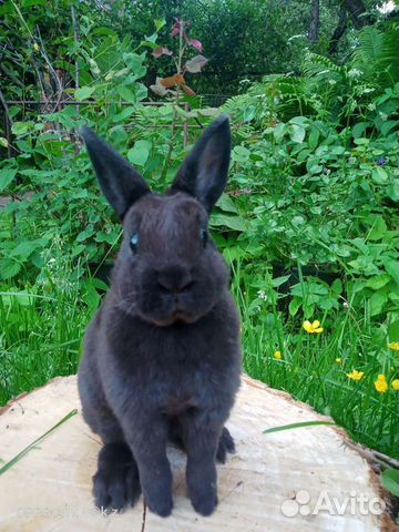 Кролик карликовый рекс, девочка