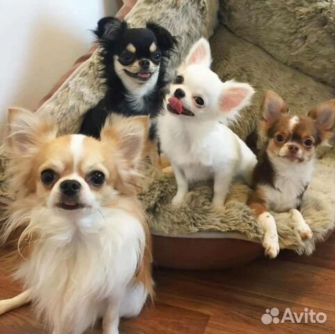 В продаже красивый мальчик чихуахуа