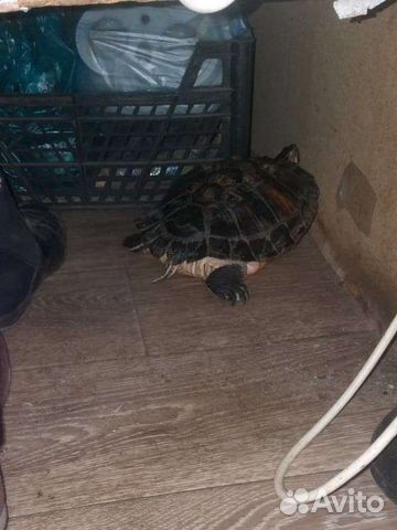 Красноухая черепаха бесплатно