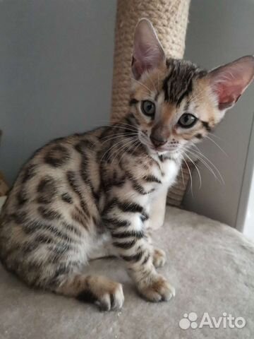 Бенгальская