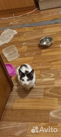 Котёнок лУна
