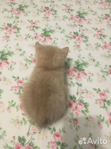 Кошка в дар бесплатно