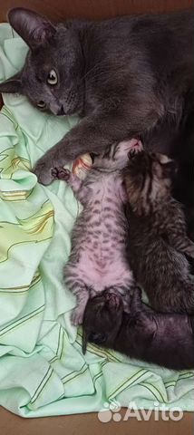 Отдадим бесплатно