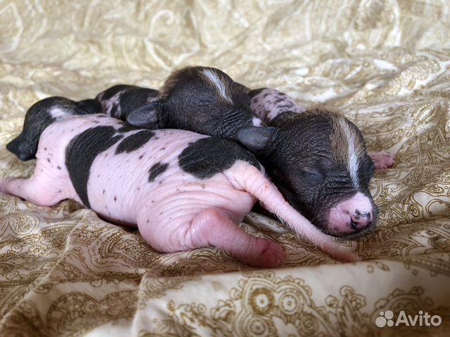 Ксолоитцкуинтли