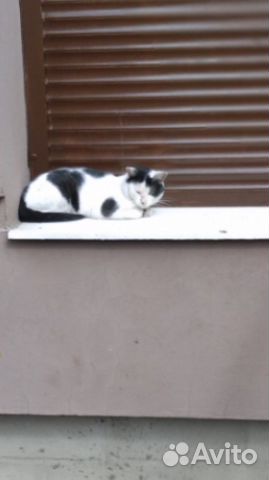 Молодой котик потеряшка