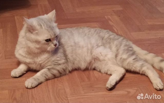 Кот Тоша ищет новый дом. Москва