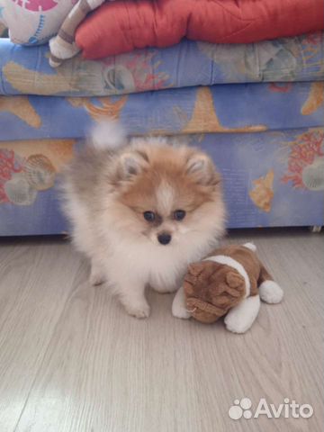 Немецкий шпиц