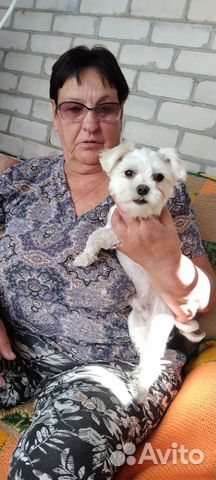 Нашлась собака верну хозяину