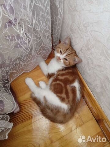 Британский котик