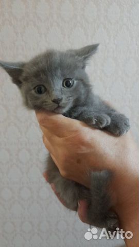 Помесь Британцев