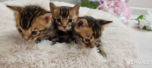 Бенгальские котята