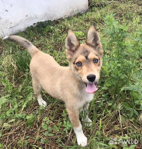 Отдадим щенка в добрые руки