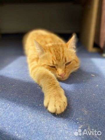 Котенок пол года