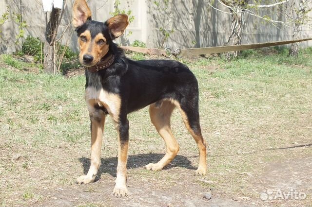 Ганс - настоящий друг