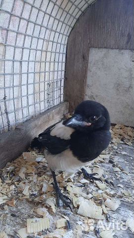 Птенец сороки